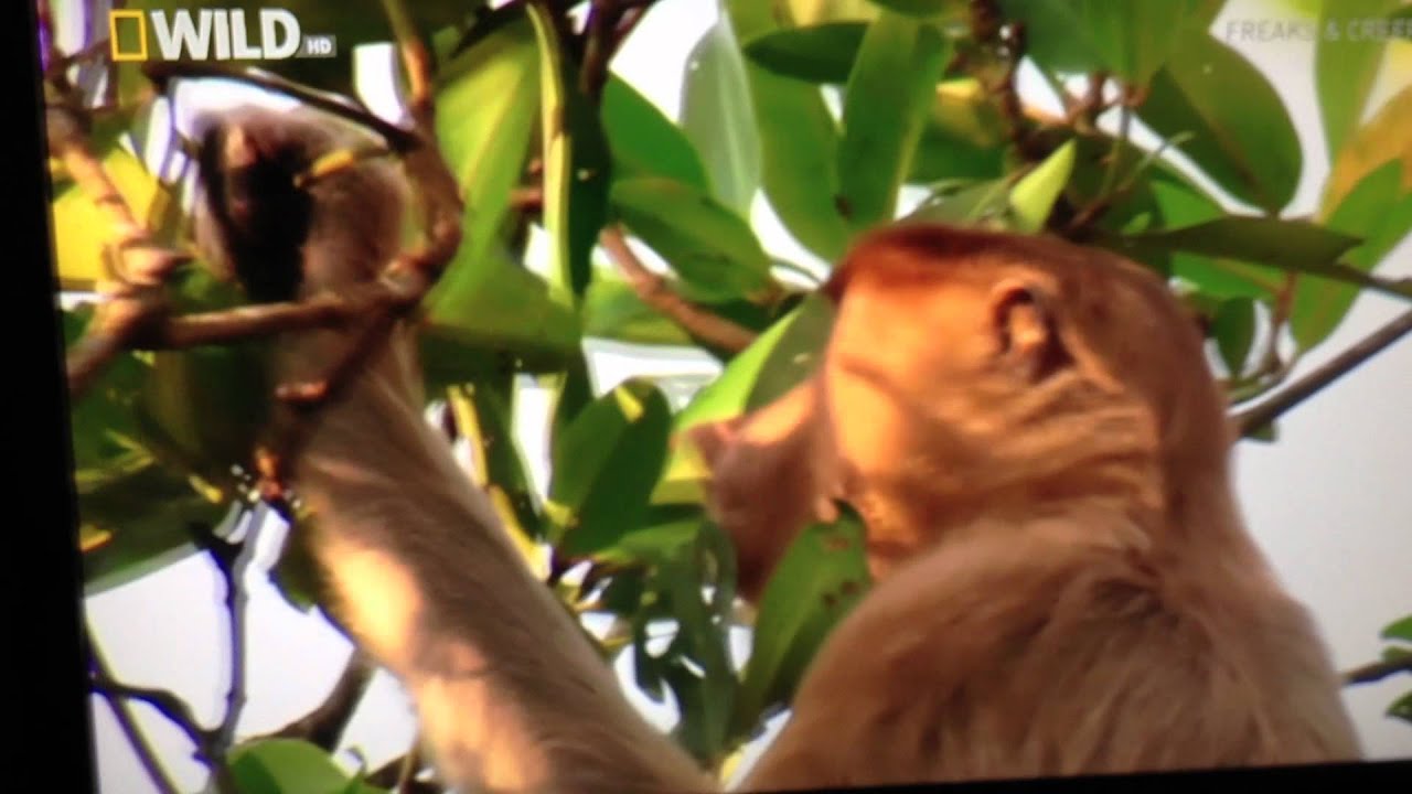 Proboscis Monkey Farting - YouTube
