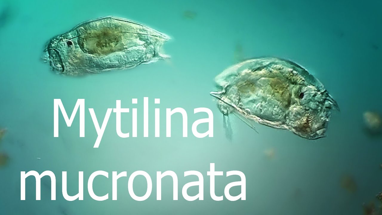 Mytilina mucronata - YouTube