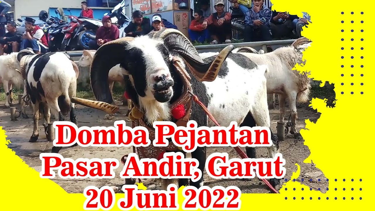 Harga Domba Garut Pamacek Pasar Andir 20 Juni 2022 - YouTube