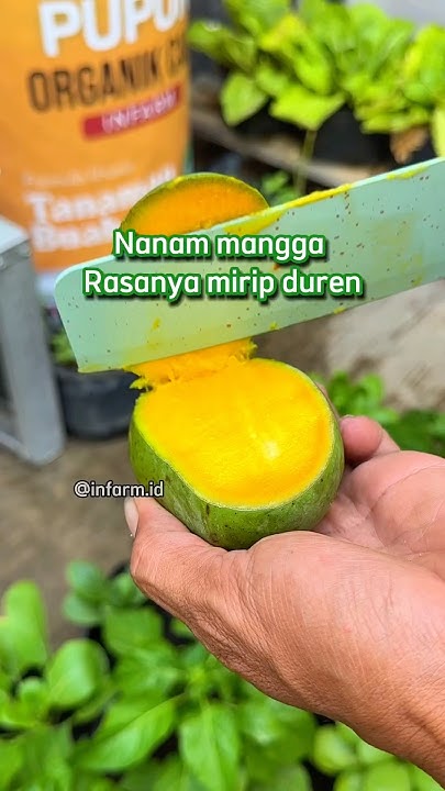 Nanam mangga yang rasanya mirip durian - YouTube