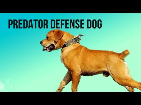 Predator Defense Dog - Jason Price from Weapon X Kennels | HOD #10 ...
