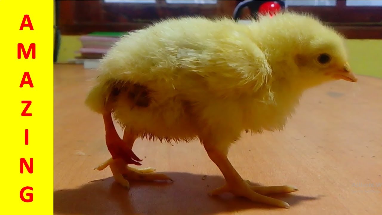 Amazing Chick | You Have Never Seen Before | Episode 02 | 2020 - YouTube