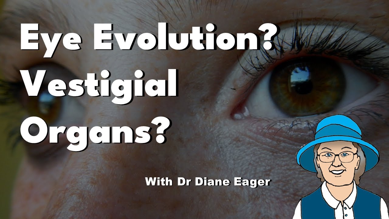 Eye Evolution? #eyes #evolution #design - YouTube