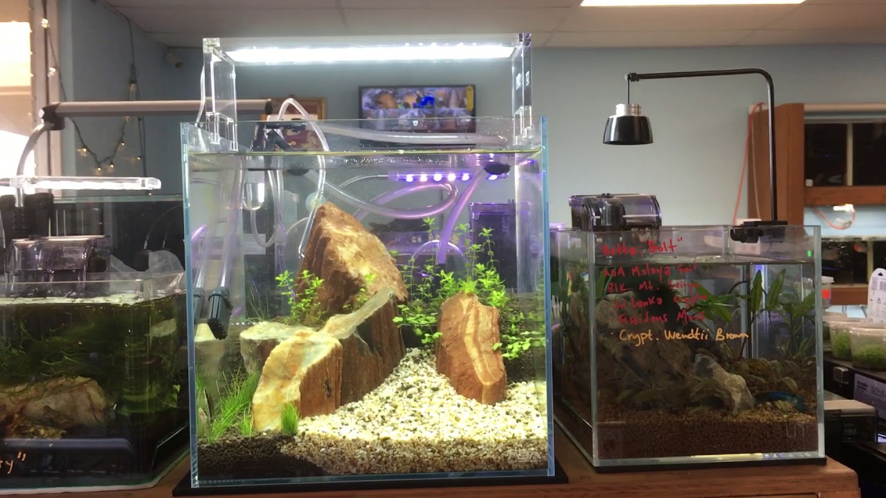 ADA 30C Rimless Tank Build - Day One Of CO2 - YouTube