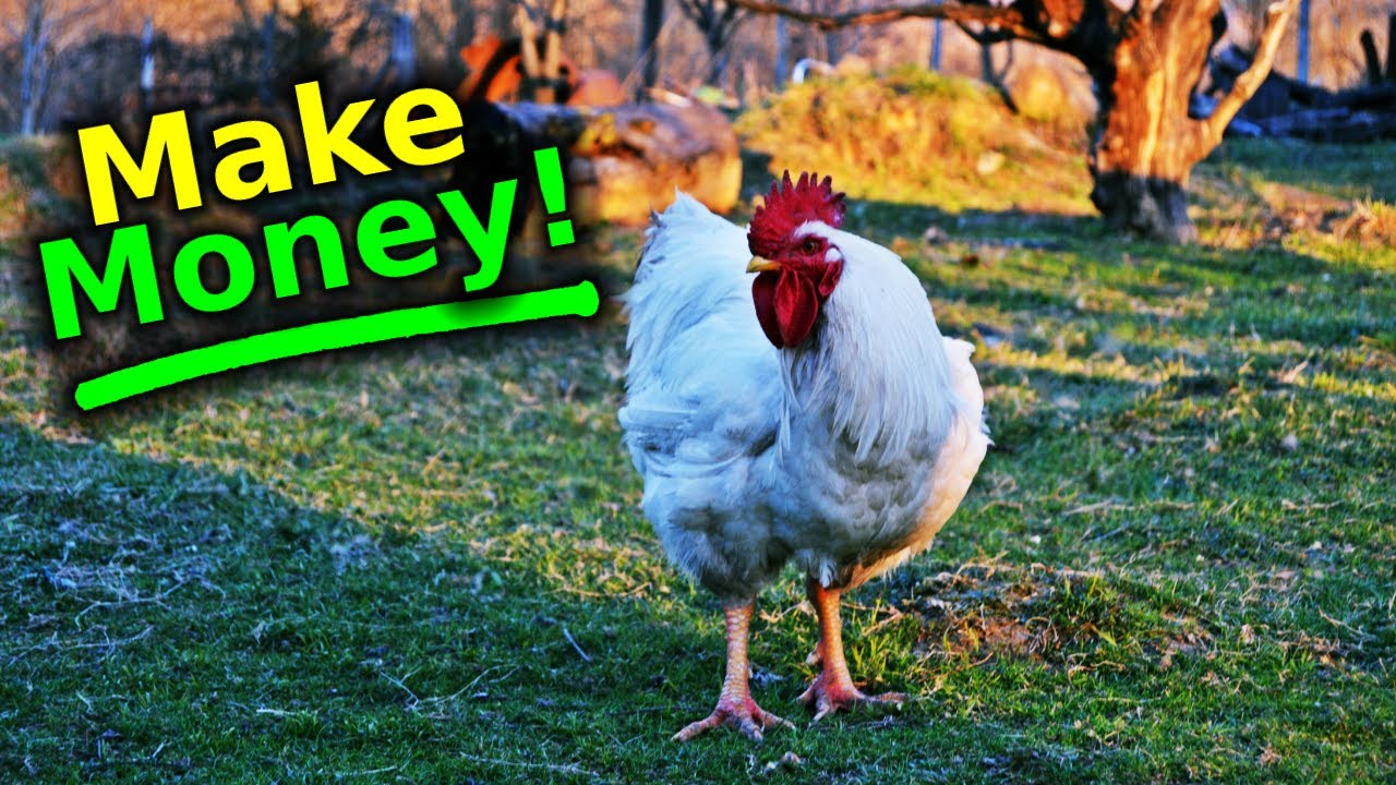EASY Ways to Make MONEY by Raising Chickens - YouTube