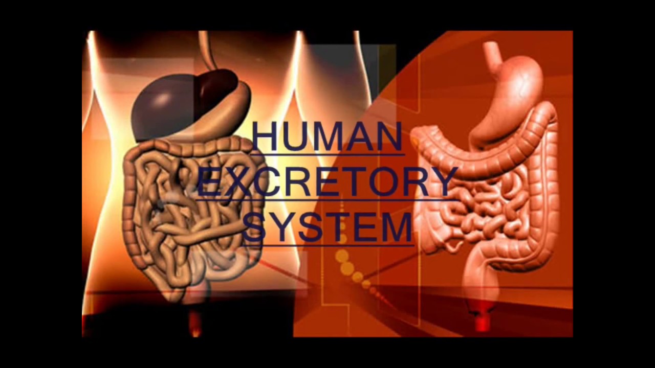 Human Excretion System, Biology - YouTube