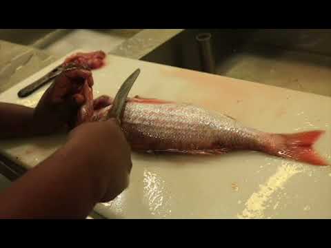 Fillet Silver fish (Carpenter) - YouTube