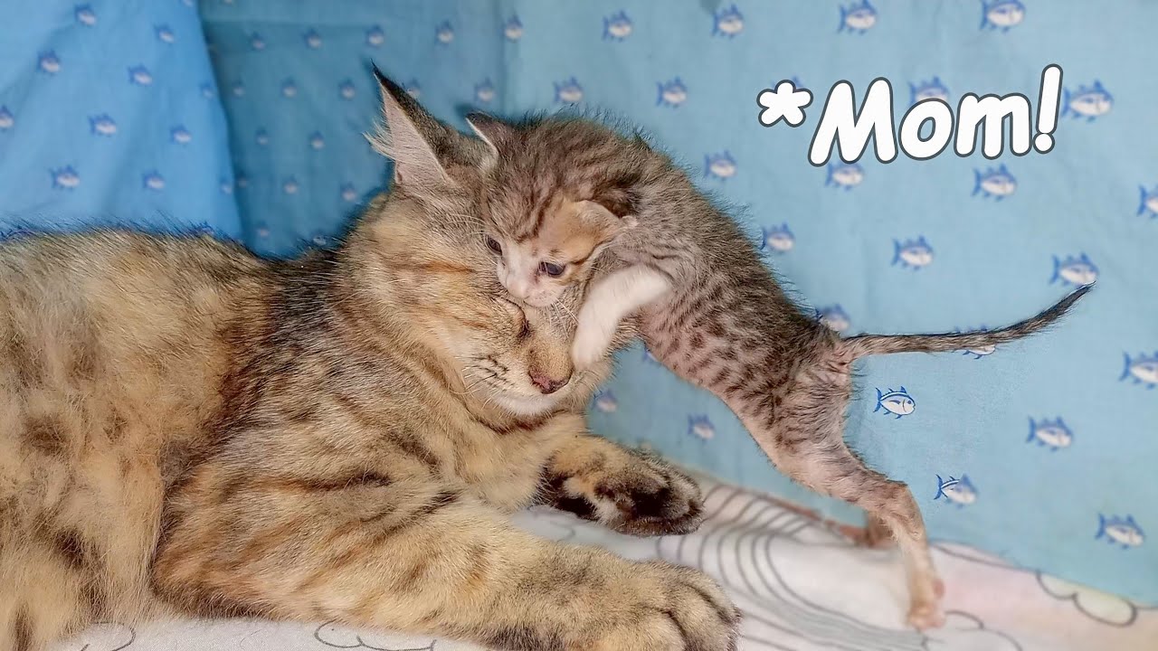 Foster Mom Cat Protects the Tiny Adopted Kitten from Other Cats - YouTube