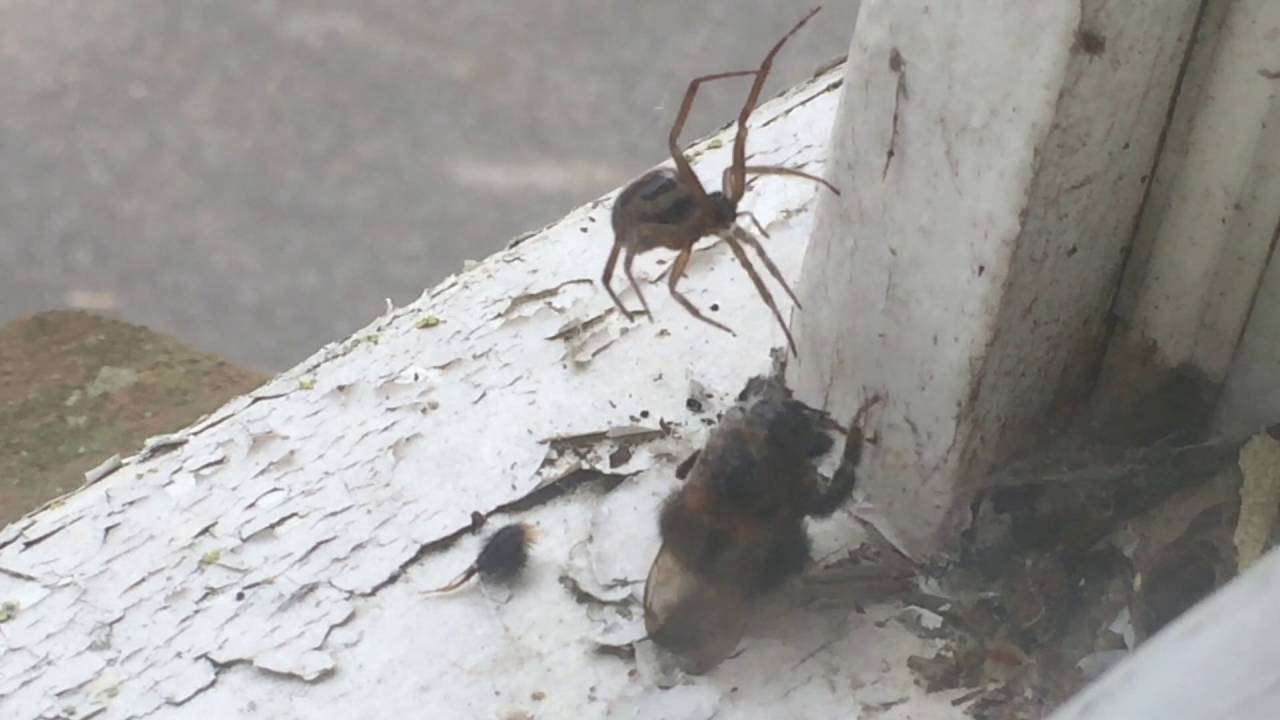 Spider Attacks Bumble Bee - YouTube