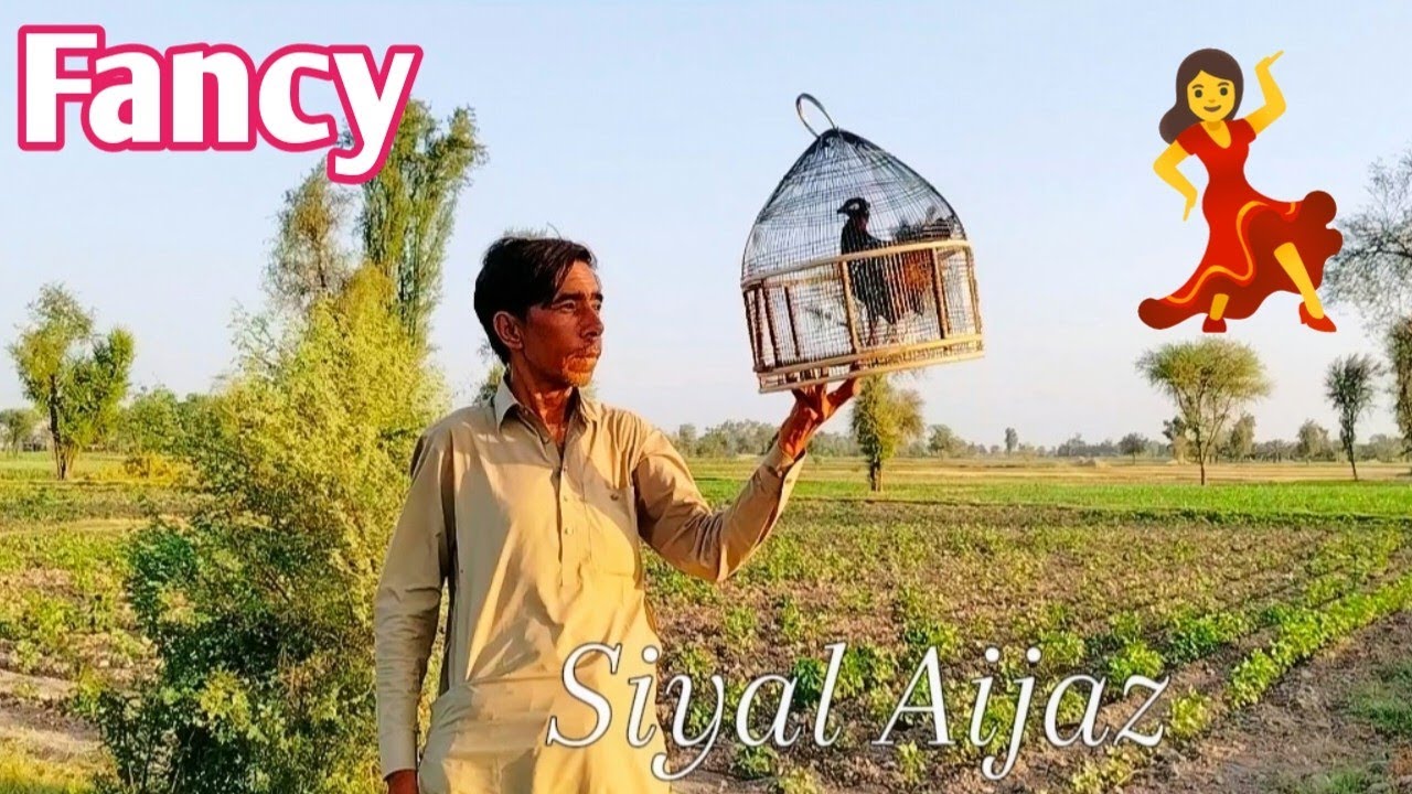 Fancy💃 Kala titar فینسی - YouTube