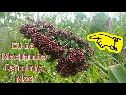 na Machamba Da minha mae - YouTube