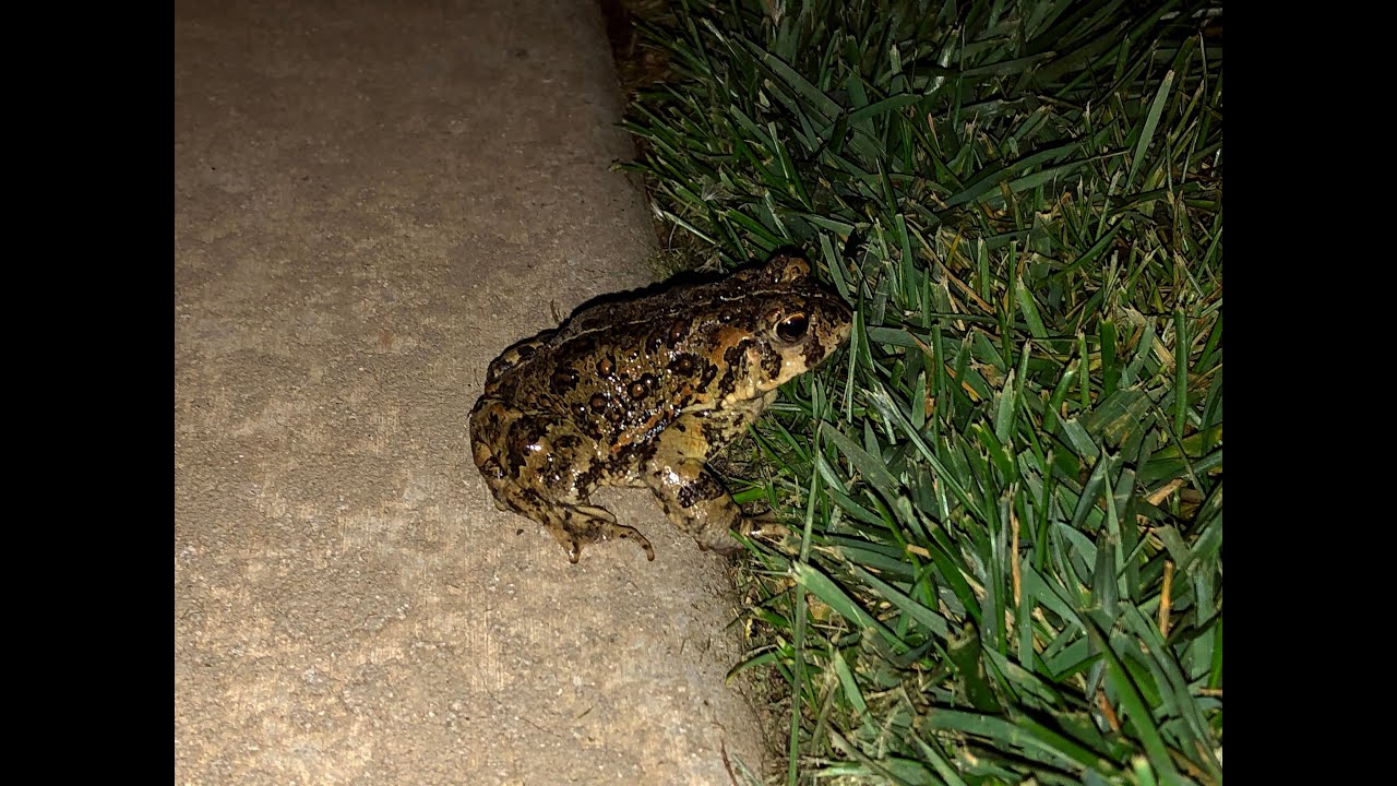 GIGA TOAD! - YouTube