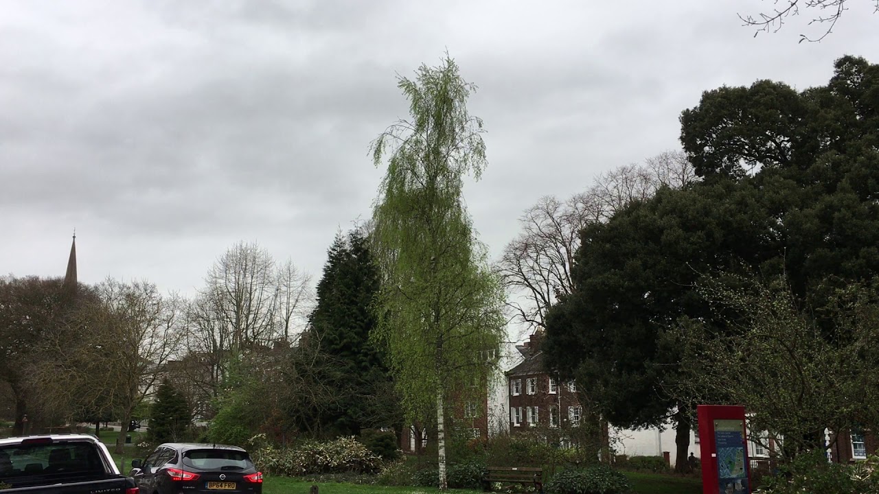 Ornäs birch (Swedish birch) - tree - April 2018 - YouTube