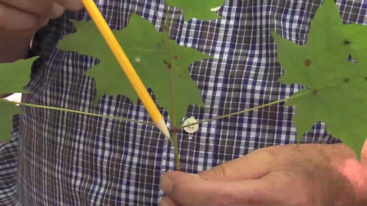 ALTERNATE OPPOSITE LEAF ARRANGEMENT YouTube alternate-opposite-leaf-arrangement-youtube