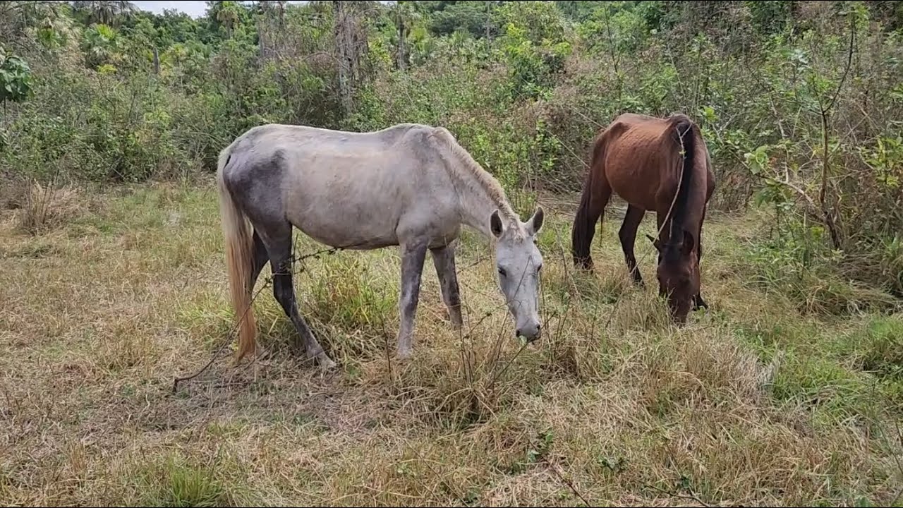 AVISO sobre o próximo vídeo / Conferindo as potras MM - YouTube