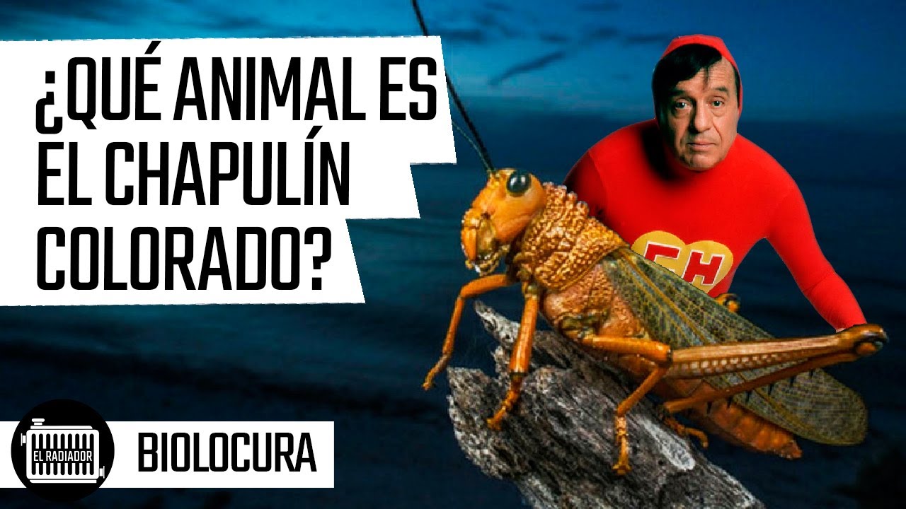 ¿Qué animal es El Chapulín Colorado? - YouTube
