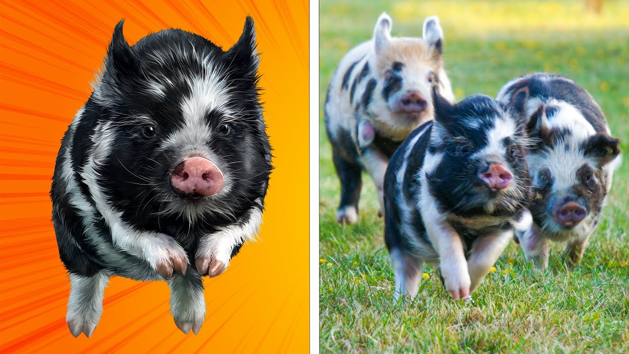 The Fastest Pig in Mexico - YouTube