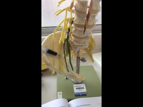 plexo lumbar - YouTube