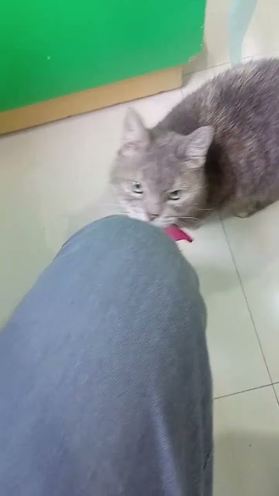 Sound that attracts cats#cat #funnyvideo #cuteanimal #catlover - YouTube