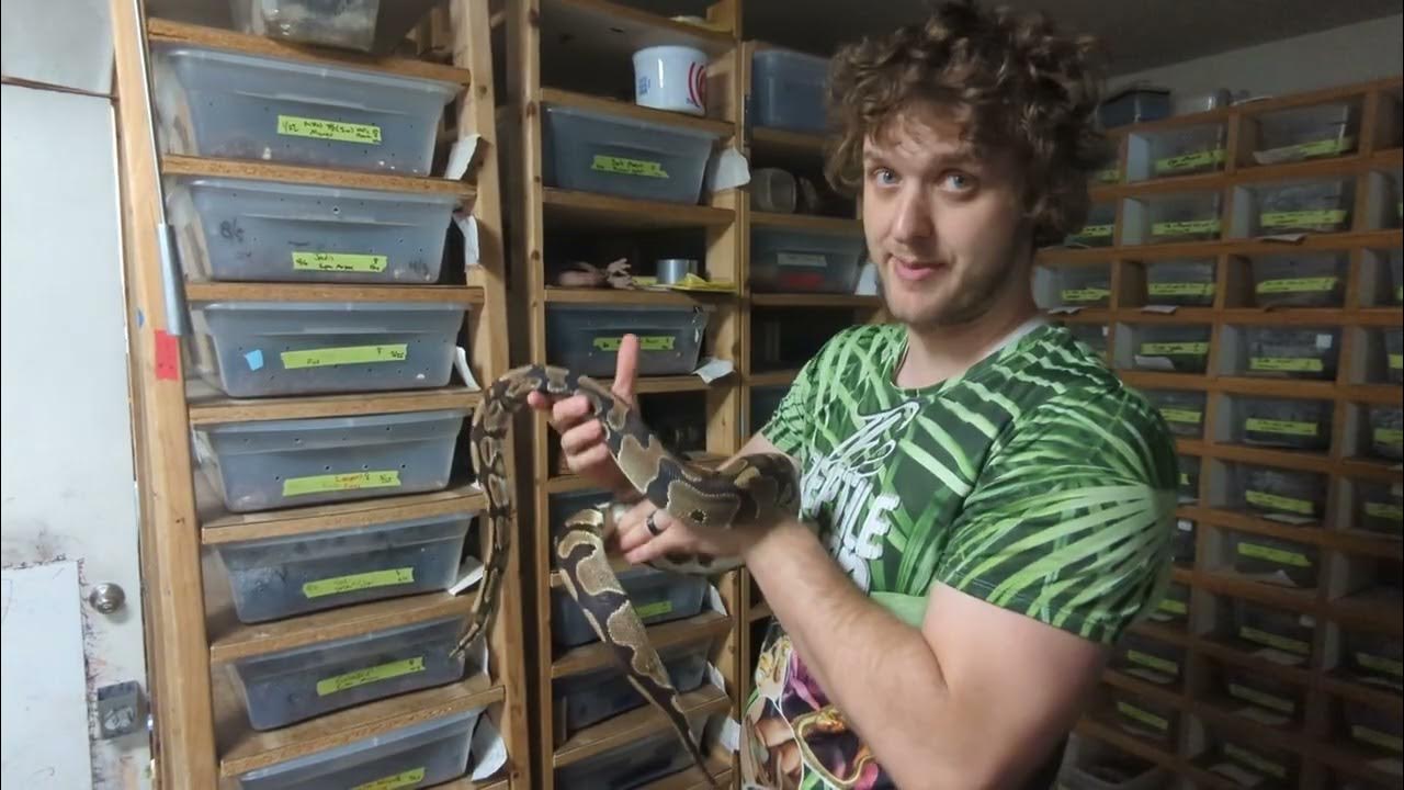 Another Ball Python Clutch! Sunset Ultramel Pieds??? - YouTube