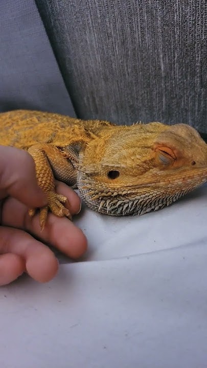 how to wake a beardie up #shorts #beardeddragon #lizard #beardie #reptile #pagona #CHONK #viral ...
