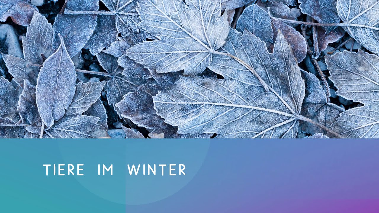 Tiere im Winter - Winterschlaf, Winterruhe, Winterstarre oder ...