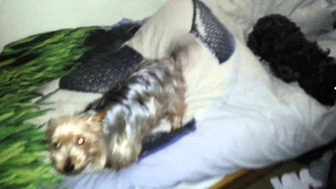 Ratty is a lovely dog - YouTube