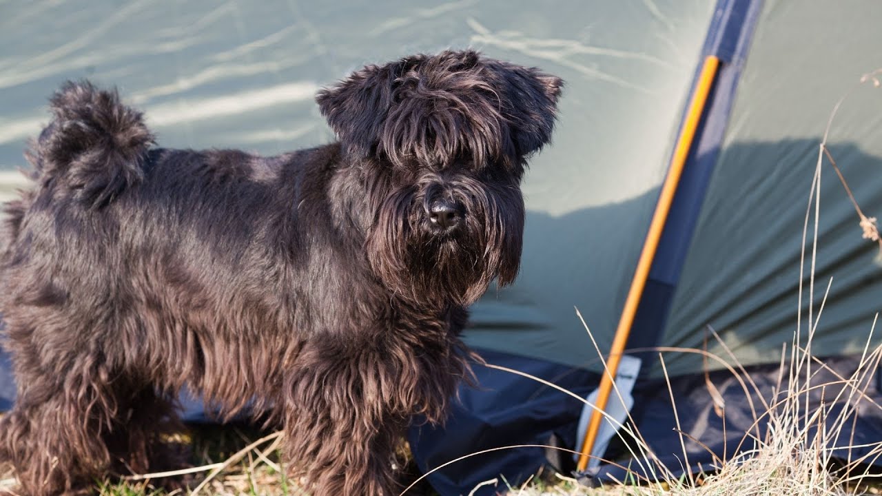 Miniature Schnauzer Agility Training Navigating Obstacle Courses with ...