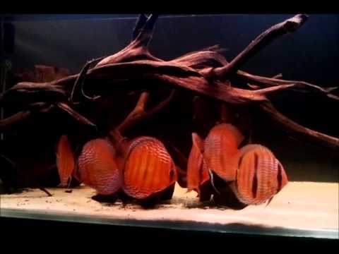 Heckel & Curipera wild tank - YouTube
