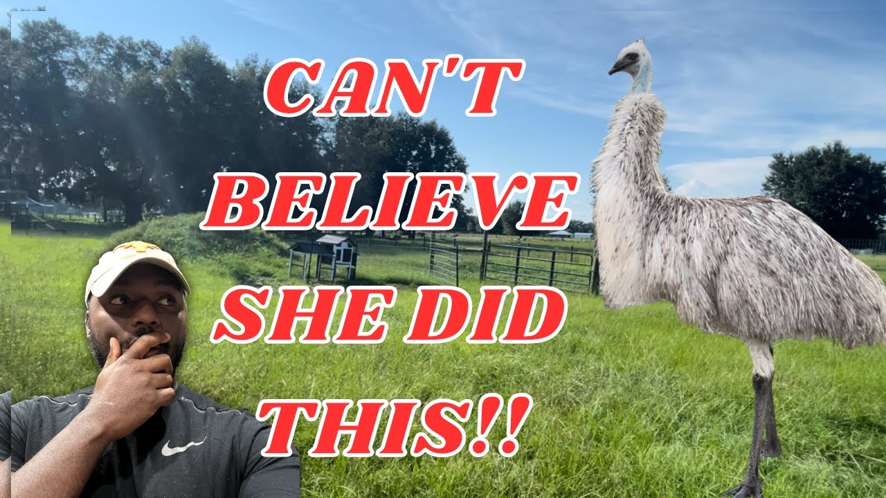 WARNING!! What Can Happen When Trying To Feed Emu Snacks - YouTube