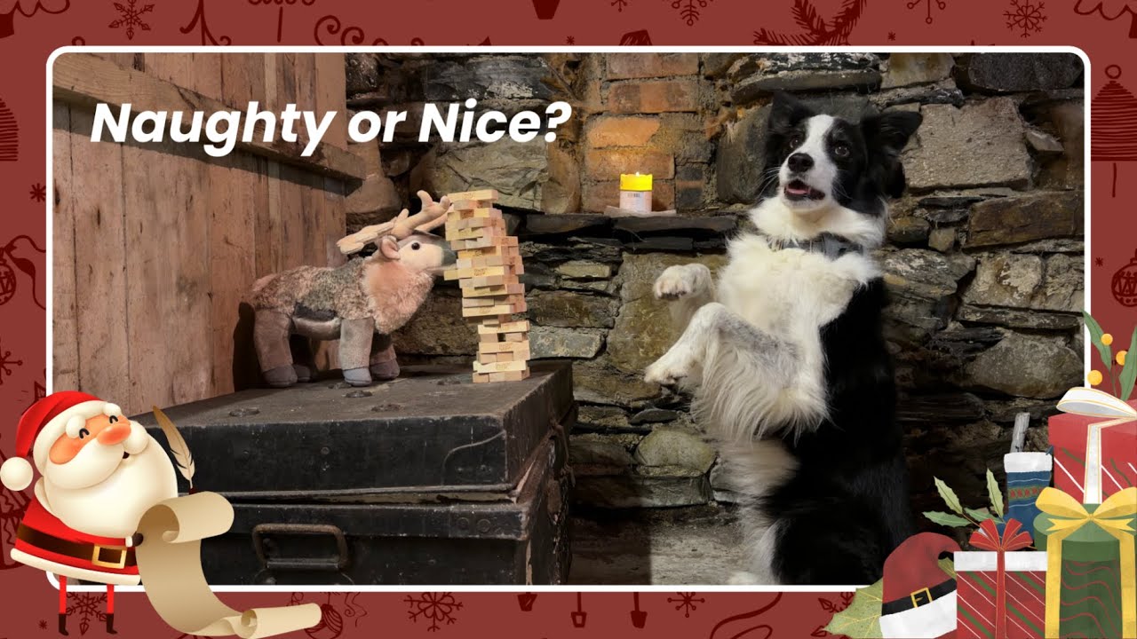 A Christmas Dog Story 🎄 | The Naughty List | Rory the Quirky Border ...