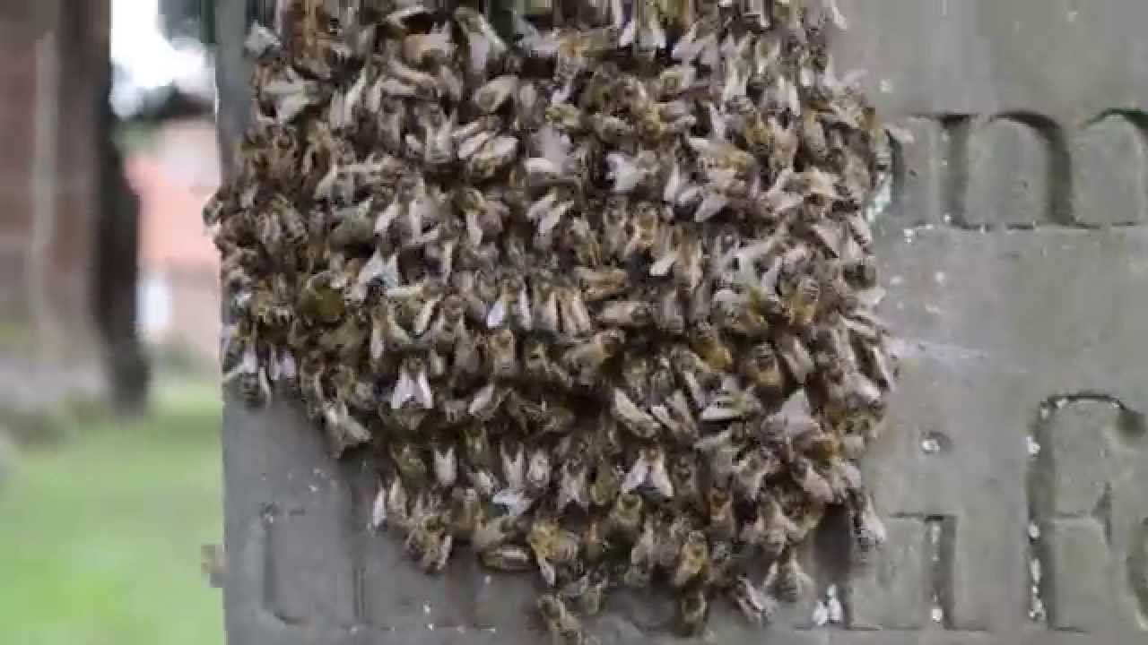 SCARY Thousands of honey bees on a grave stone - YouTube