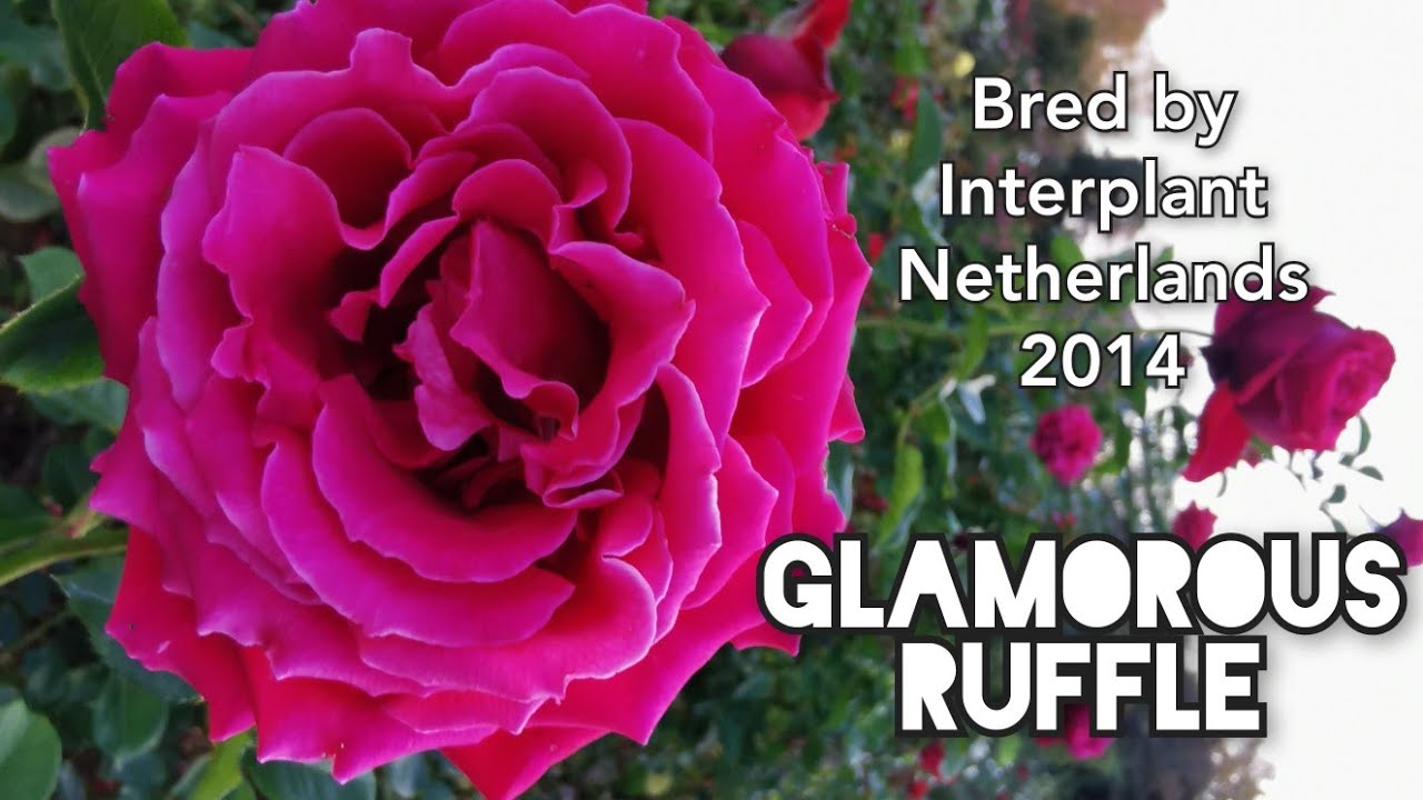 GLAMOROUS RUFFLE ROSE plant by INTERPLANT バラ グラマラス ラッフル Keisei Rose ...