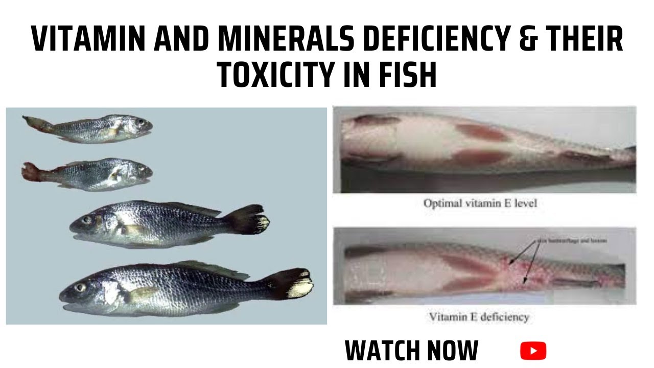Vitamin AND MINERALS DEFICIENCY & THEIR TOXICITY IN FISH - YouTube