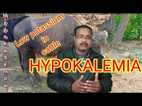 Hypokalemia in cattle/Buffalo | Low potassium | Treatment🐂 - YouTube