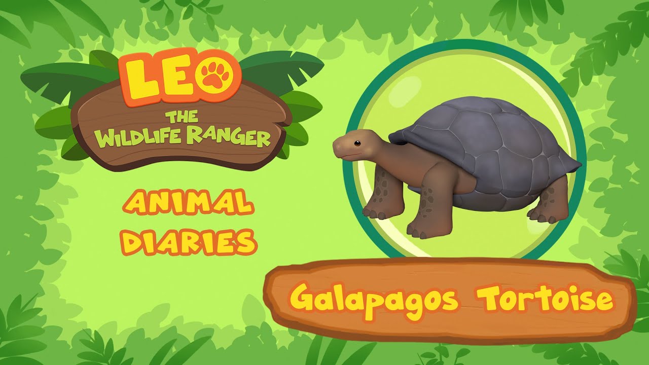 Galapagos Tortoise | That's a HUGE Tortoise! | Leo the Wildlife Ranger ...