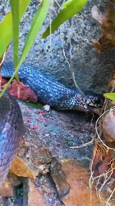 Intense Rat Snake Hunt: Swallowing a Toad in Jaw-Dropping Encounter ...