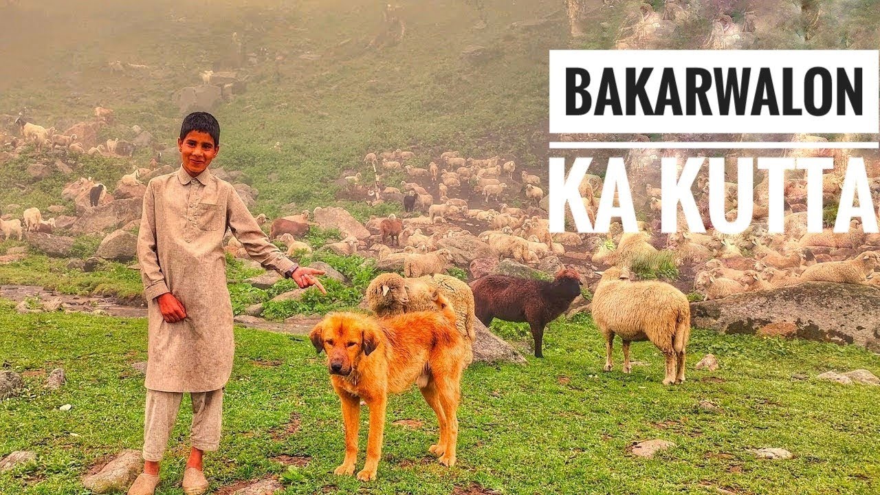 At What Age Is A Bakharwal Dog Full Grown