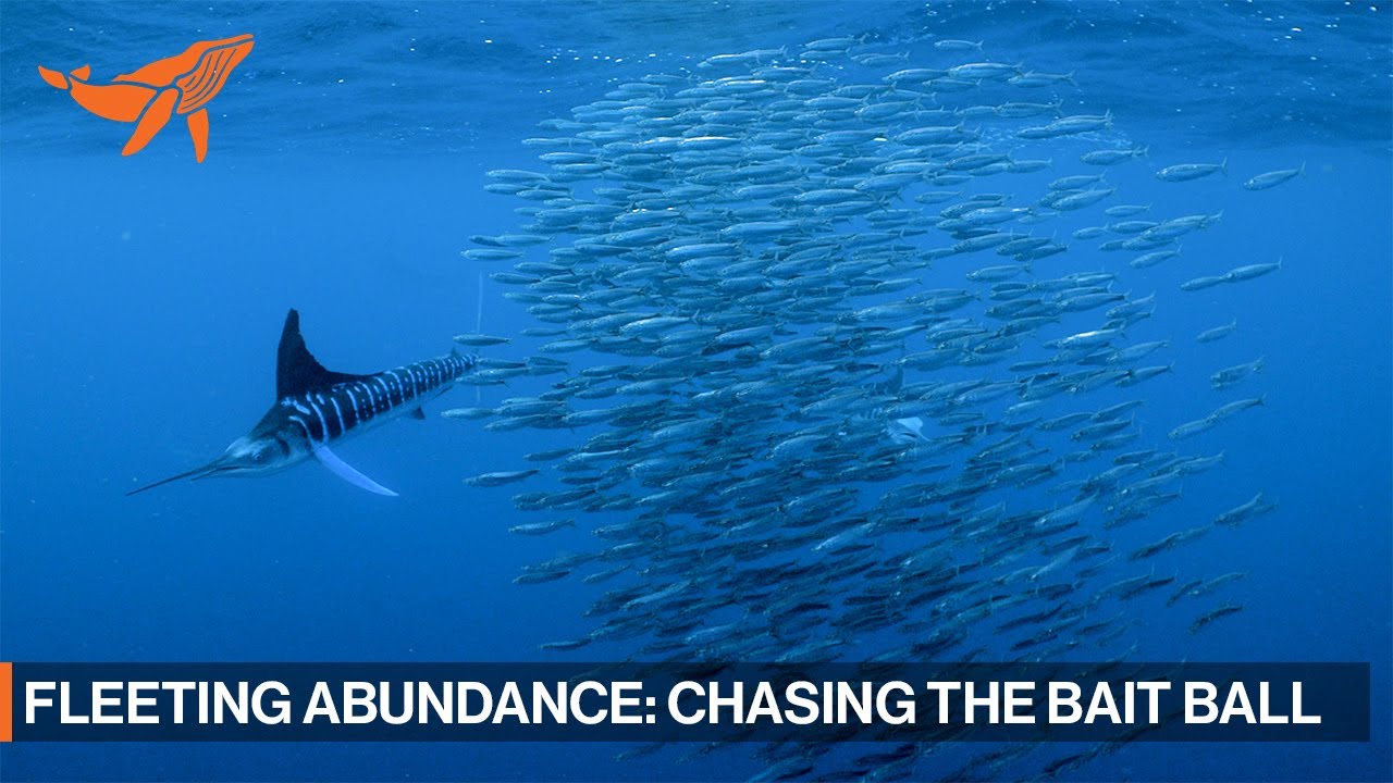 Fleeting Abundance: Chasing the Bait Ball | SonyAlpha The Voyage ...