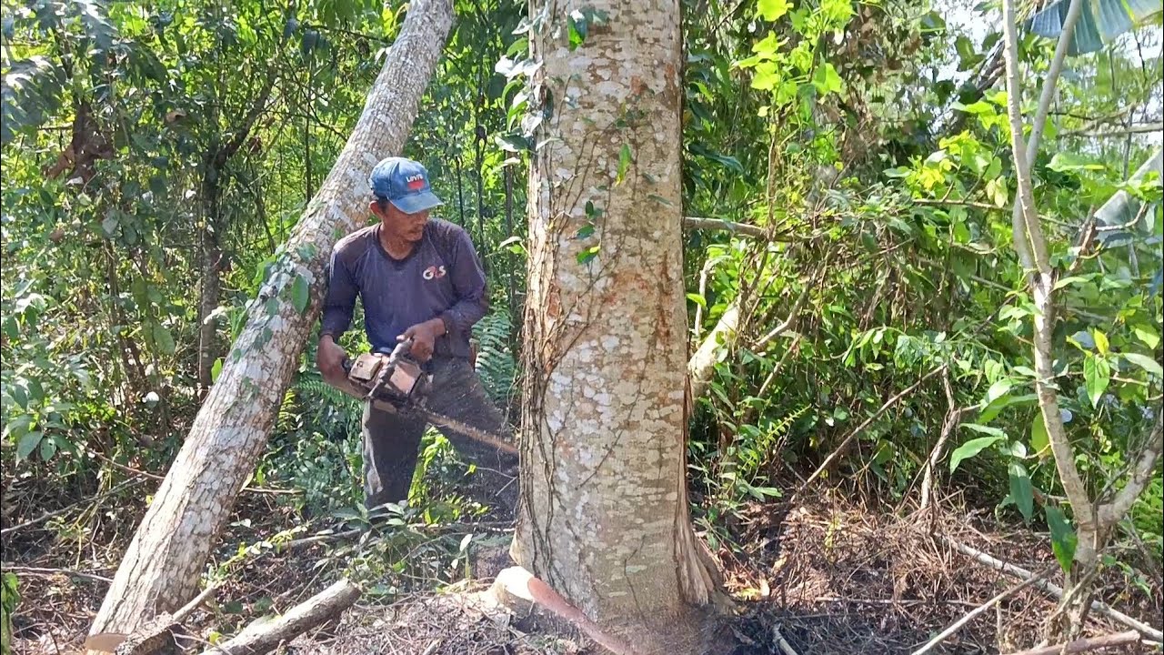 proses tebang pohon sengon - YouTube