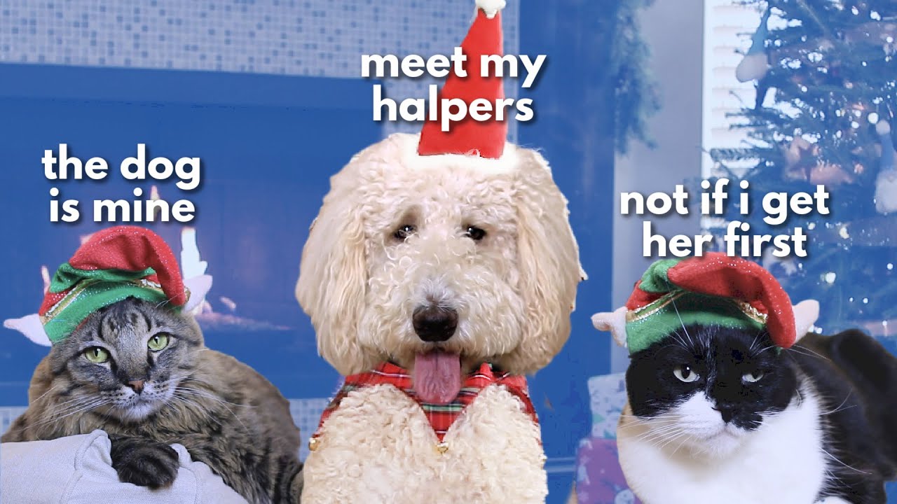 The REAL Santa Paws & Christmas Elves! - YouTube