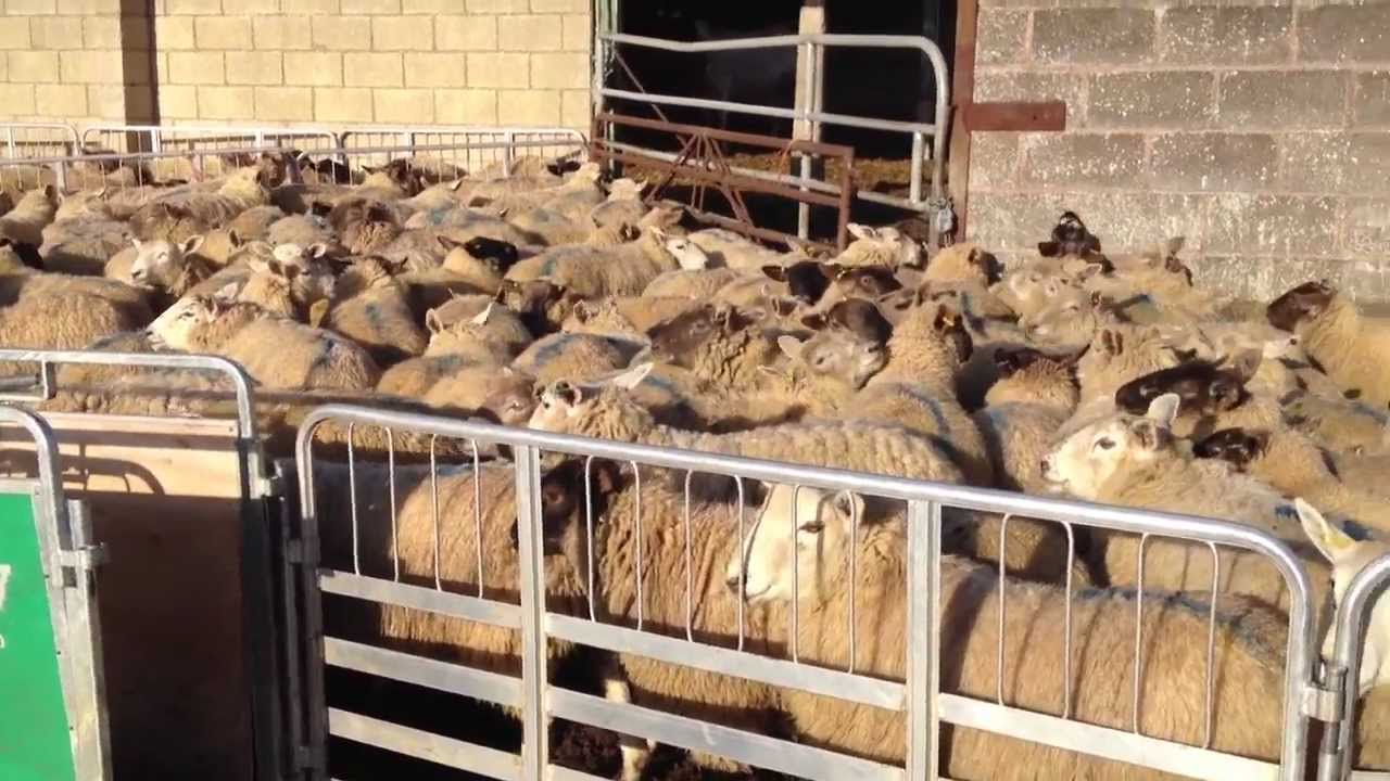 Sorting Lambs For Sale - YouTube