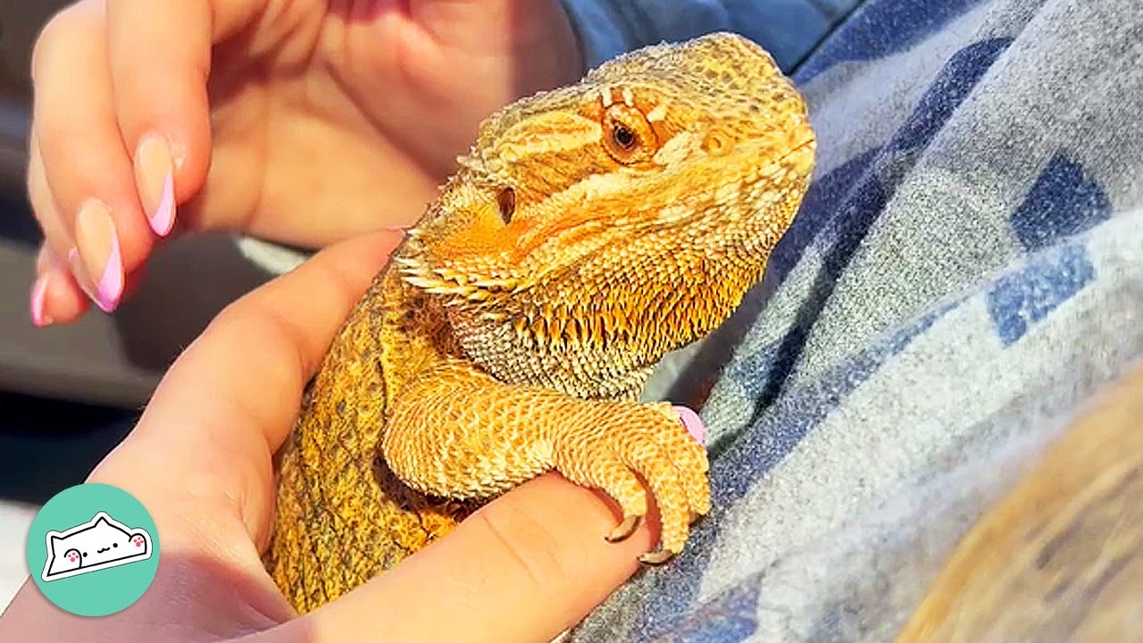 “He stole my soul”. Man Rescued Sad Lizard Without Tail | Cuddle ...