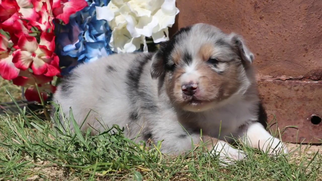Black Rats Blue Merle Male #2 - YouTube