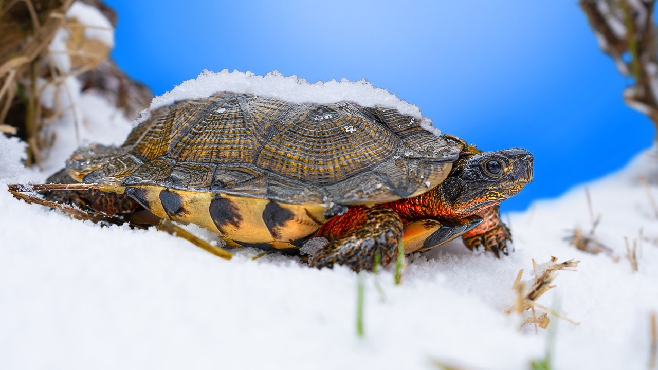 Garden State Tortoise Rescue: Turtles & Tortoises Stuck in the Cold! - YouTube