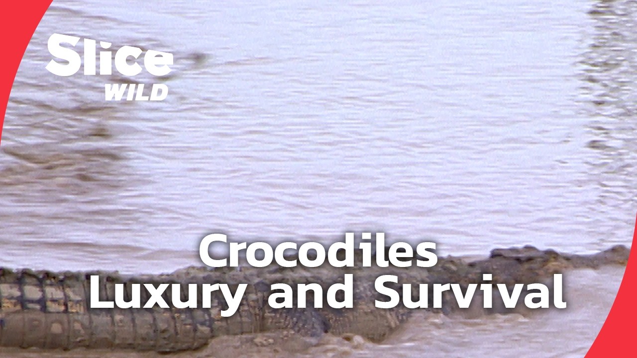 The Luxury Industry and Crocodile Conservation | SLICE WILD - YouTube