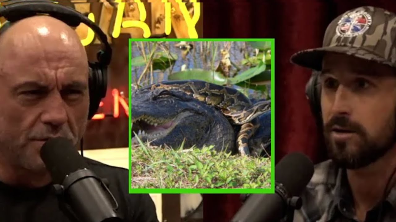 Joe Rogan - Python Cowboy "Pythons are eating Alligators, more than ...