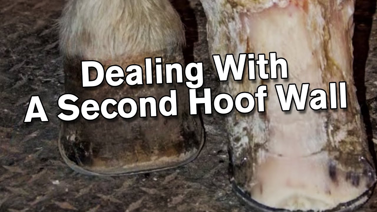 Farrier Quick Takes (Todd Gillis): Dealing With A Second Hoof Wall ...