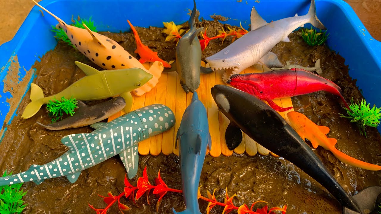 Mainan Di Lumpur || hewan Laut Ikan Hiu, Hiu Putih, Hiu paus, Hiu ...