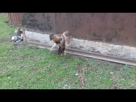 Balaken xoruz doyusu 4 aylig cuce